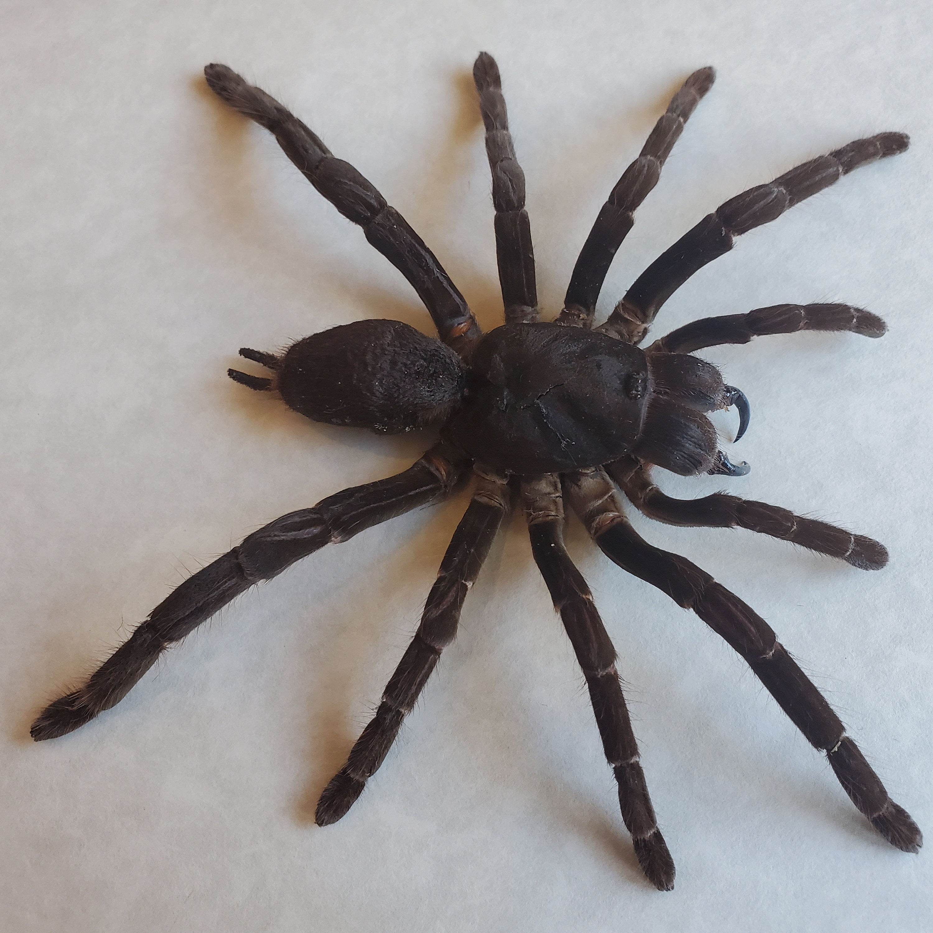 Colombian Giant Black Tarantula