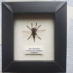Bee Panther Cannibal Fly Promachus Rufipes Framed Asilidae Shadowbox - Etsy
