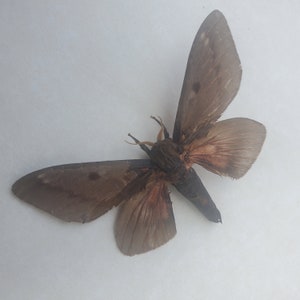 Pine Devil Moth Citheronia Sepulcralis Framed Lepidoptera Larvae ...
