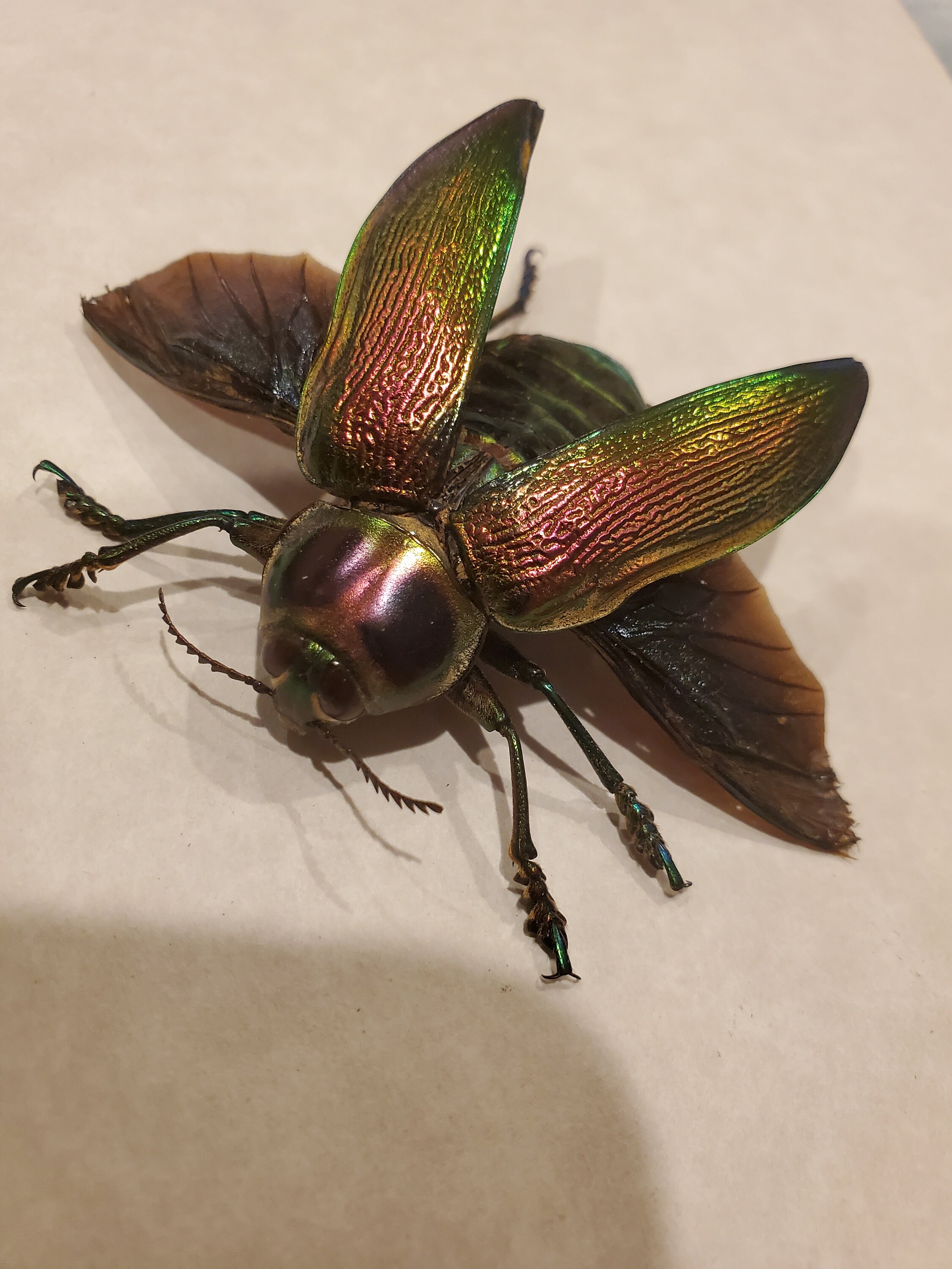 Giant Shiny Metallic Ceiba Wood Borer Jewel Flying Beetle - Etsy