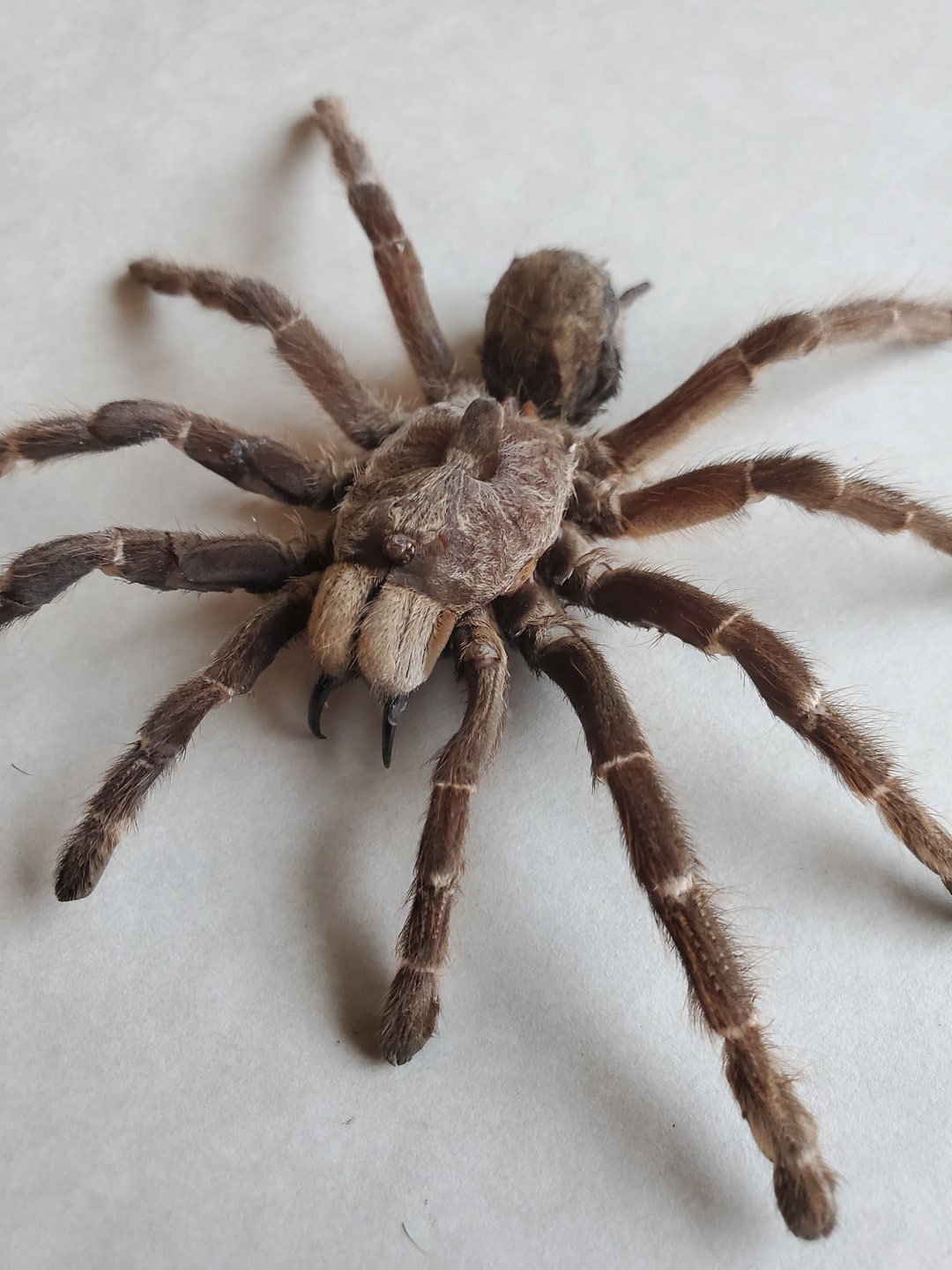 Ceratogyrus Darlingi Burst Horned Baboon Bird Eating Tarantula Spider ...