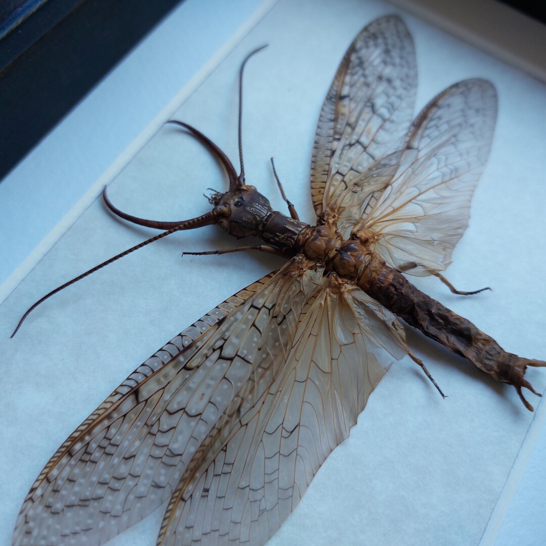 Horny Eastern Dobsonfly Corydalus Cornutus Framed in Shadowbox Display ...