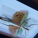 Leopard Winged Walking Stick Insect Paracyphocrania Major Framed ...