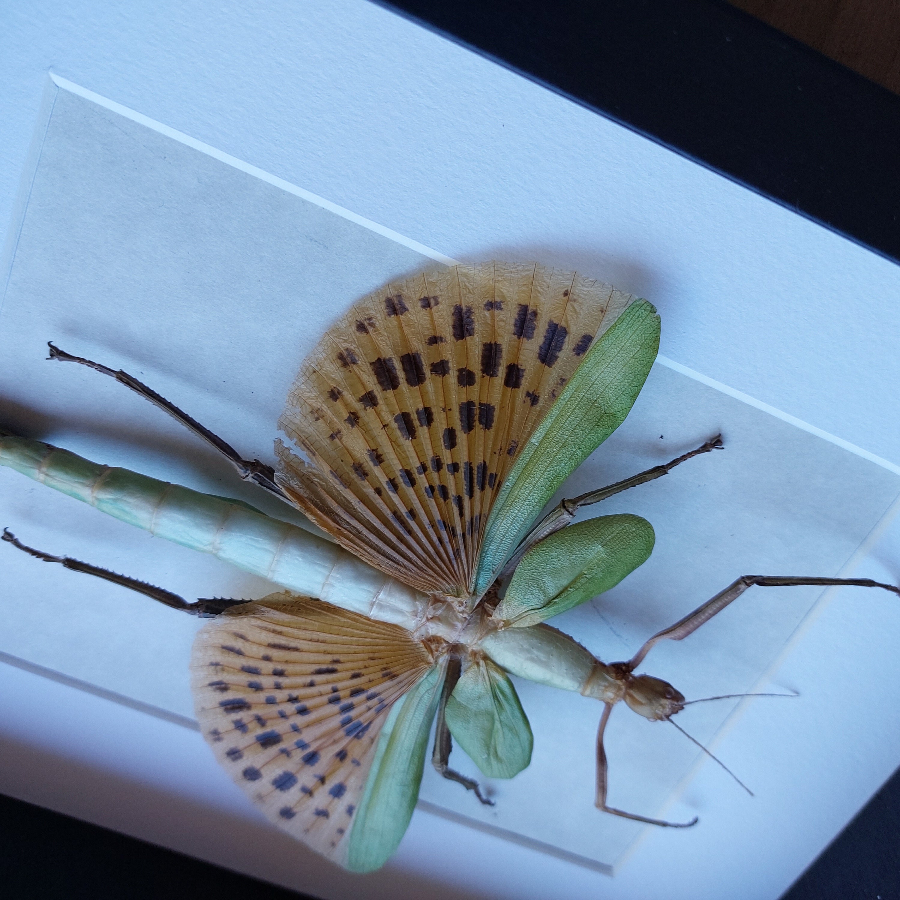 Leopard Winged Walking Stick Insect Paracyphocrania Major - Etsy