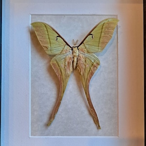Actias Rhodopneuma Pink Spirit Moth Actias Rhodopneuma Framed ...