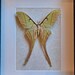 Actias Rhodopneuma Pink Spirit Moth Actias Rhodopneuma Framed ...