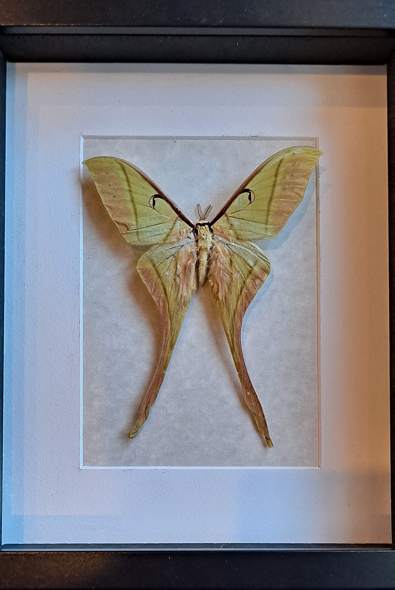 Actias Rhodopneuma Pink Spirit Moth Actias Rhodopneuma Framed ...