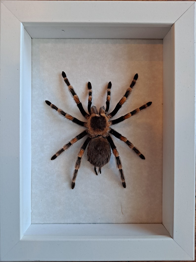 Mexican Redknee Tarantula Brachypelma Smithi Framed Bird - Etsy