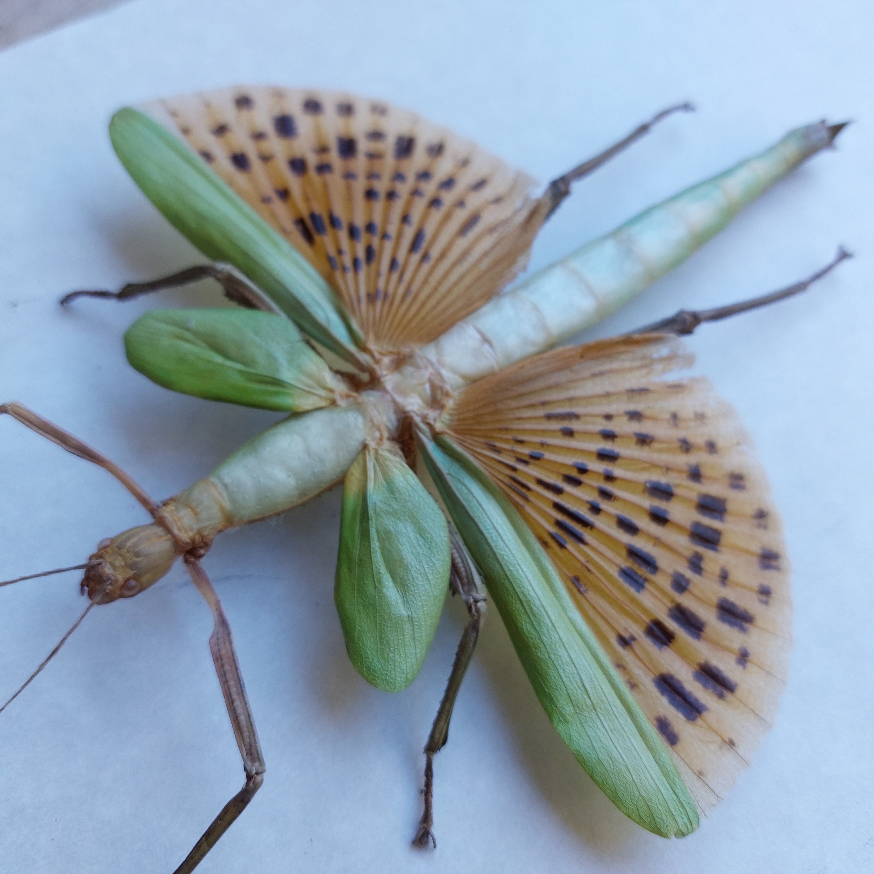 Leopard Winged Walking Stick Insect Paracyphocrania Major - Etsy
