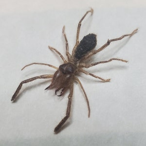 Camel Sunspider Eremobates Pallipes Mini Windscorpion Framed in ...