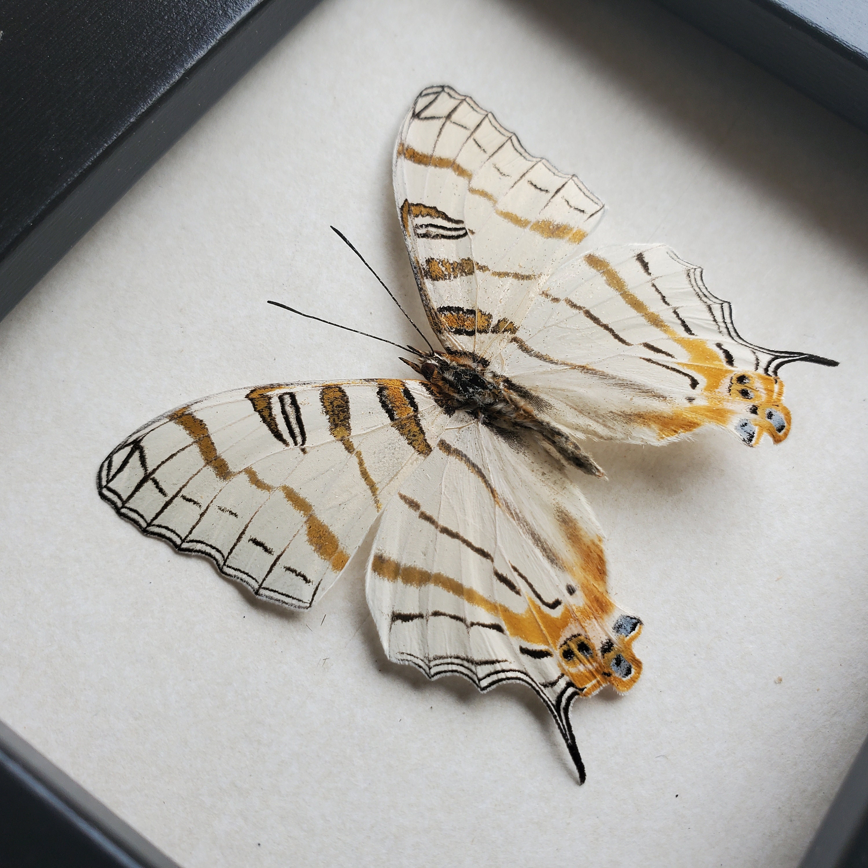 African Mapwing Cyrestis Camillus Framed Lepidoptera - Etsy