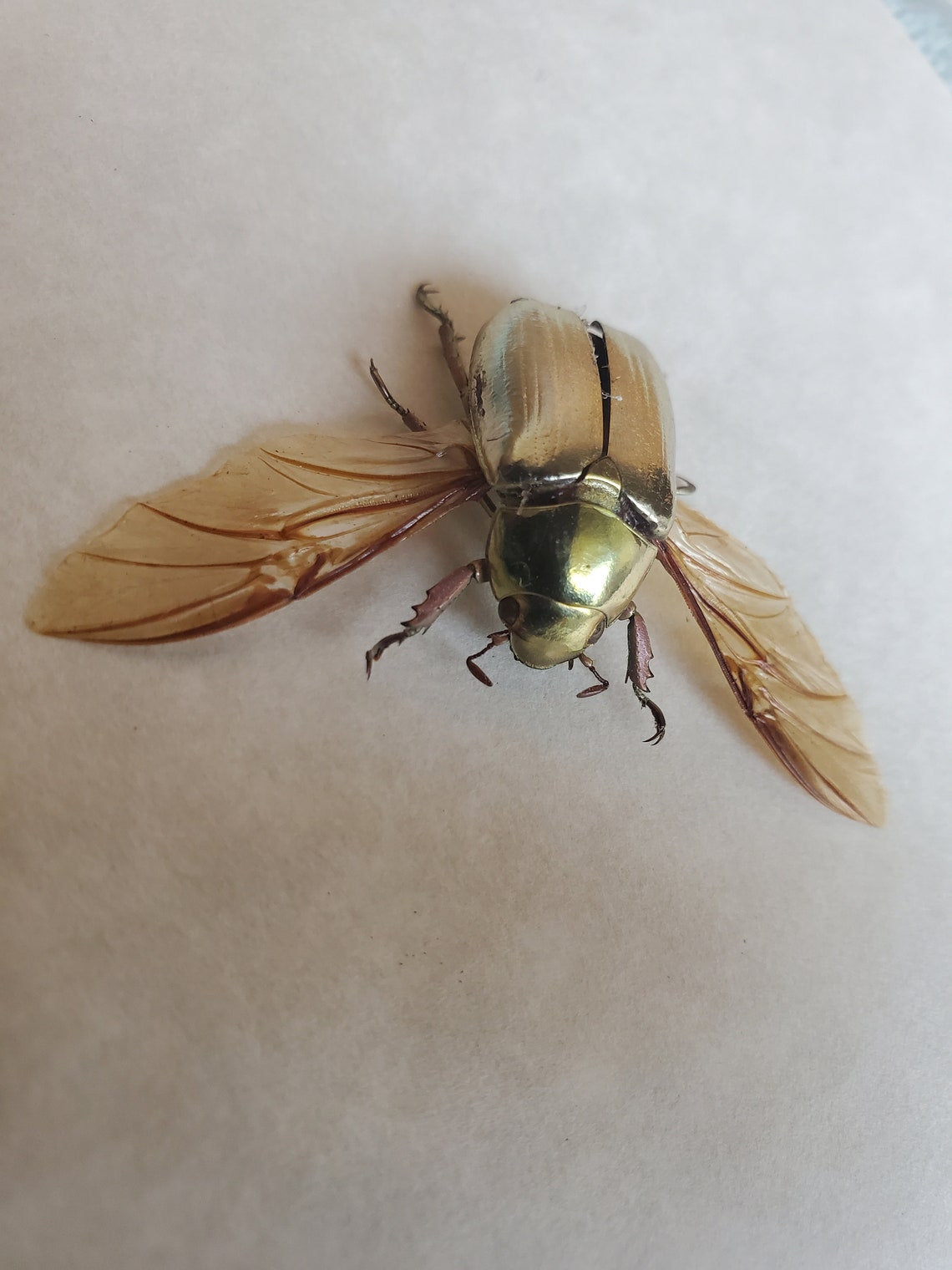 Gold Chrysina Plusiotis Resplendens Real Beetle Entomology - Etsy