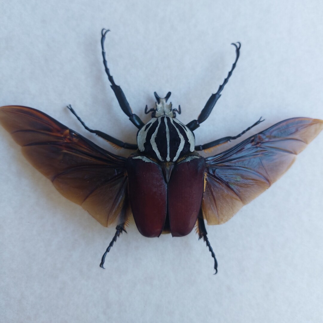 African Giant Goliathus Goliatus Beetle Framed Coleoptera in Shadowbox ...