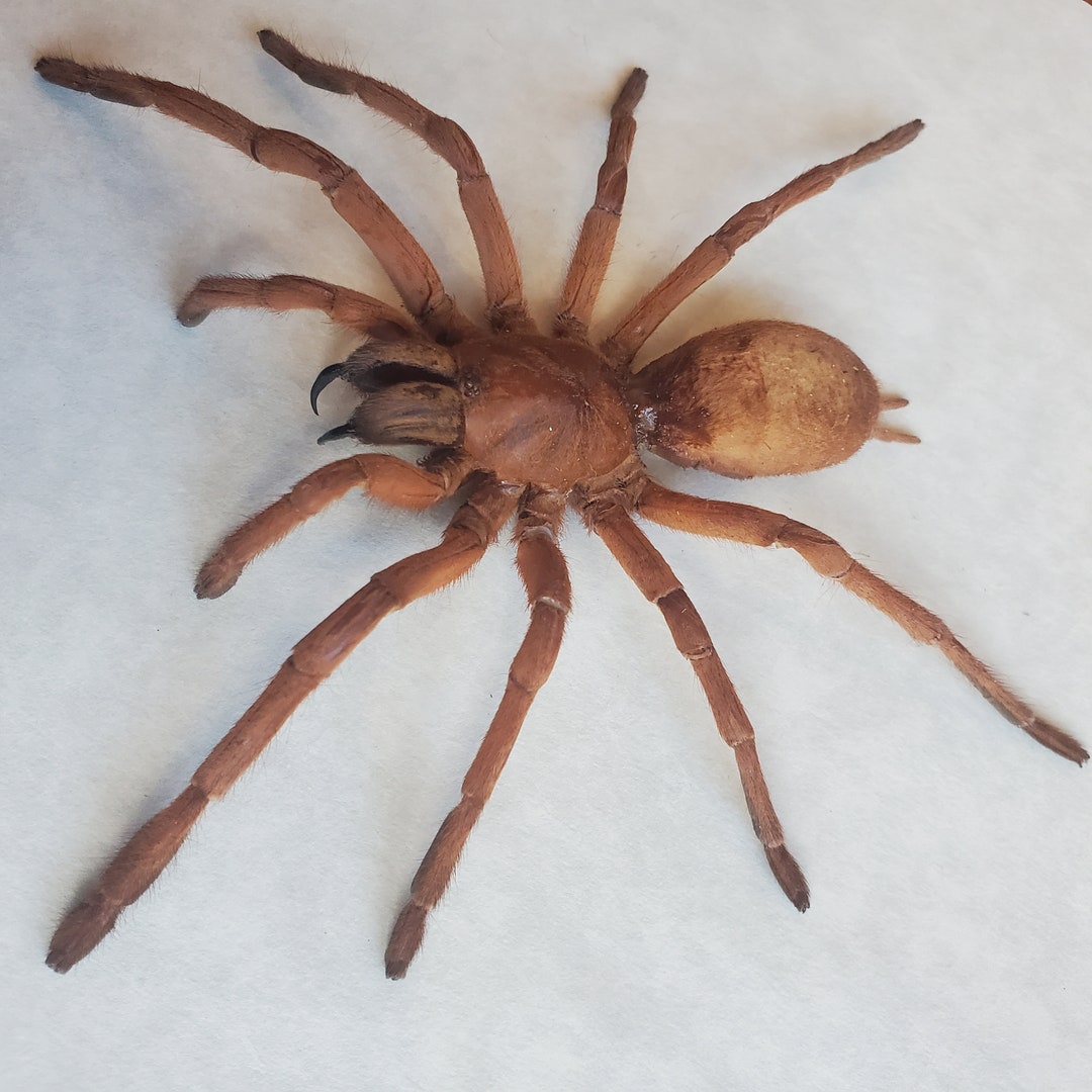 Philippine Tangerine Orphnaecus Philippinus Framed Arachnidae Shadowbox ...