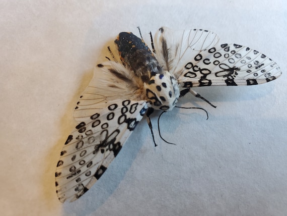 White Leopard Moth