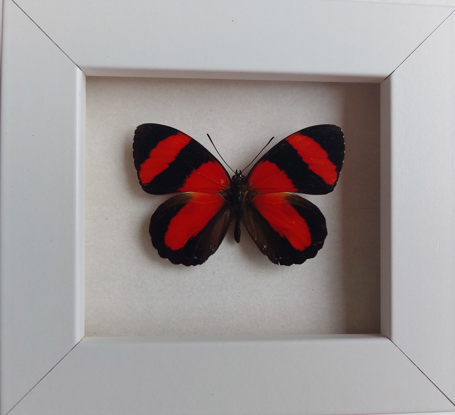 Two-eyed Eighty Eight Callicore Pitheas Butterfly Framed in Shadowbox ...