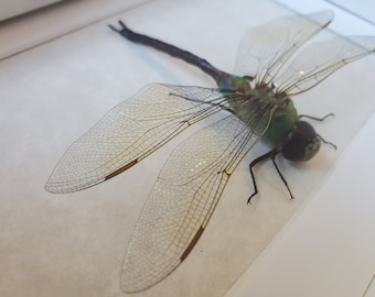 Real Giant Darner Dragonfly Taxidermy Anax Gibbosulus - Etsy