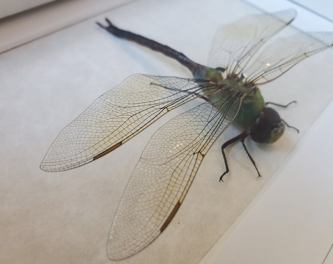 Real Giant Darner Dragonfly Taxidermy Anax Gibbosulus - Etsy