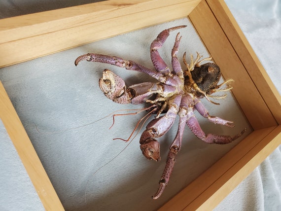 Coconut Hermit Crab Wall