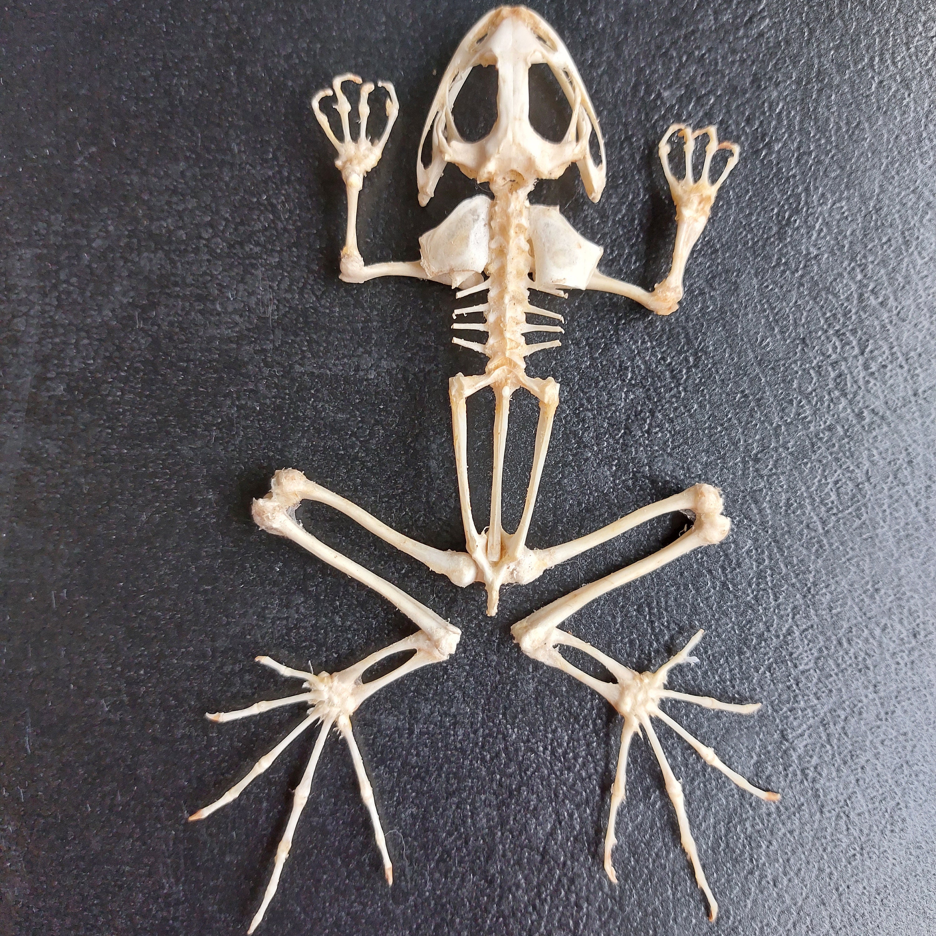 Frog Skeleton