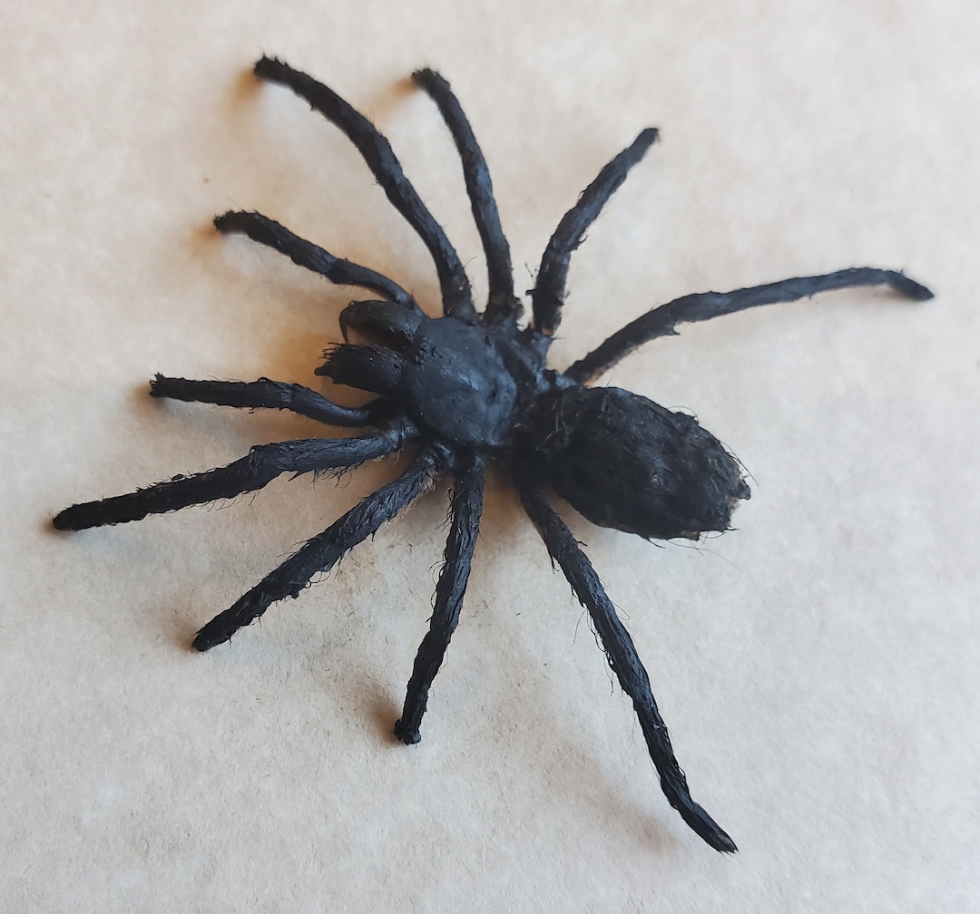 Sydney Funnel-web Spider Atrax Robustus Framed Arachnid - Etsy