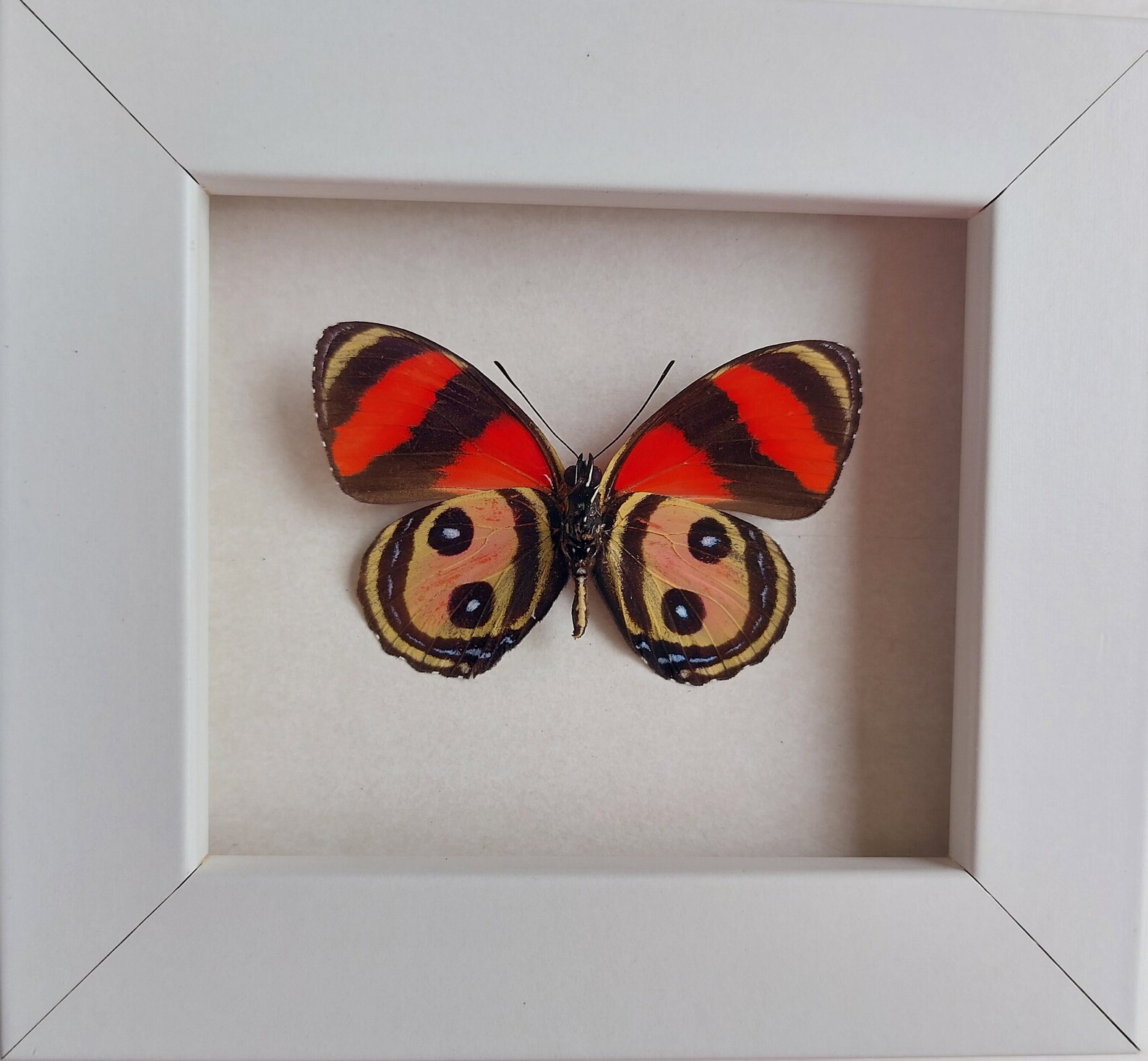 Two-eyed Eighty Eight Callicore Pitheas Butterfly Framed in Shadowbox ...