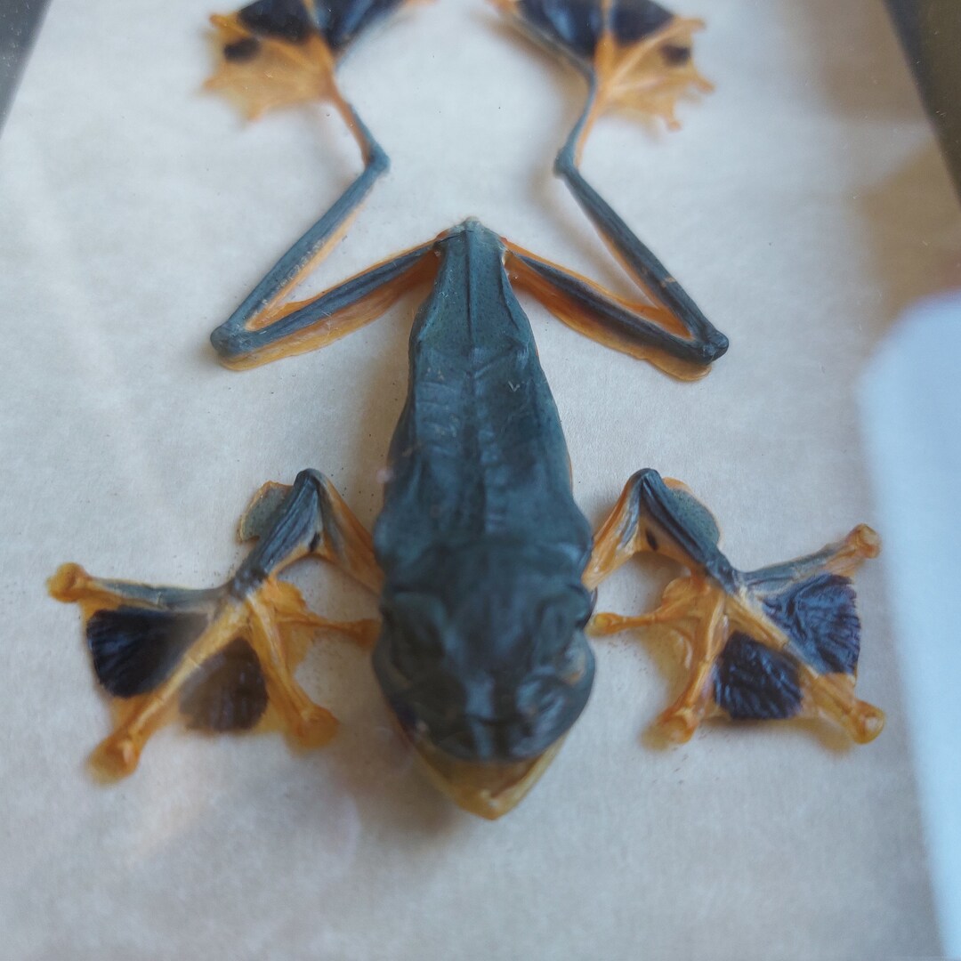 Black-webbed Flying Tree Frog Rhacophorus Reinwardtii Taxidermy Framed ...