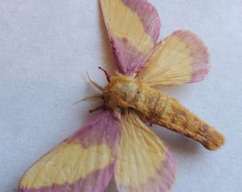 Rosy Maple Moth Plushie - Etsy