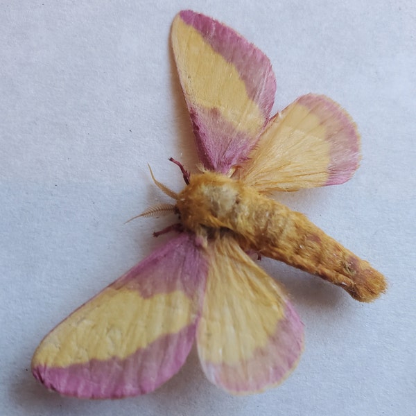 Rosy Maple Moth in Frame - Etsy