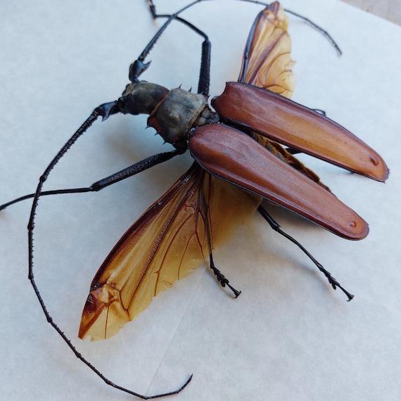 Callipogon Armillatus