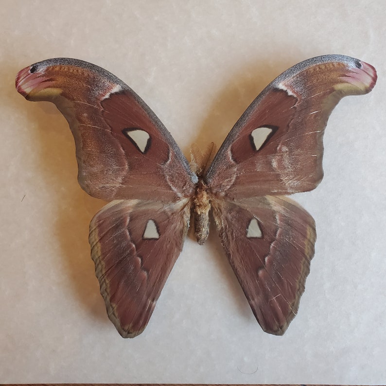 Giant Snakehead Attacus Paraliae Moth Framed Saturnidae - Etsy