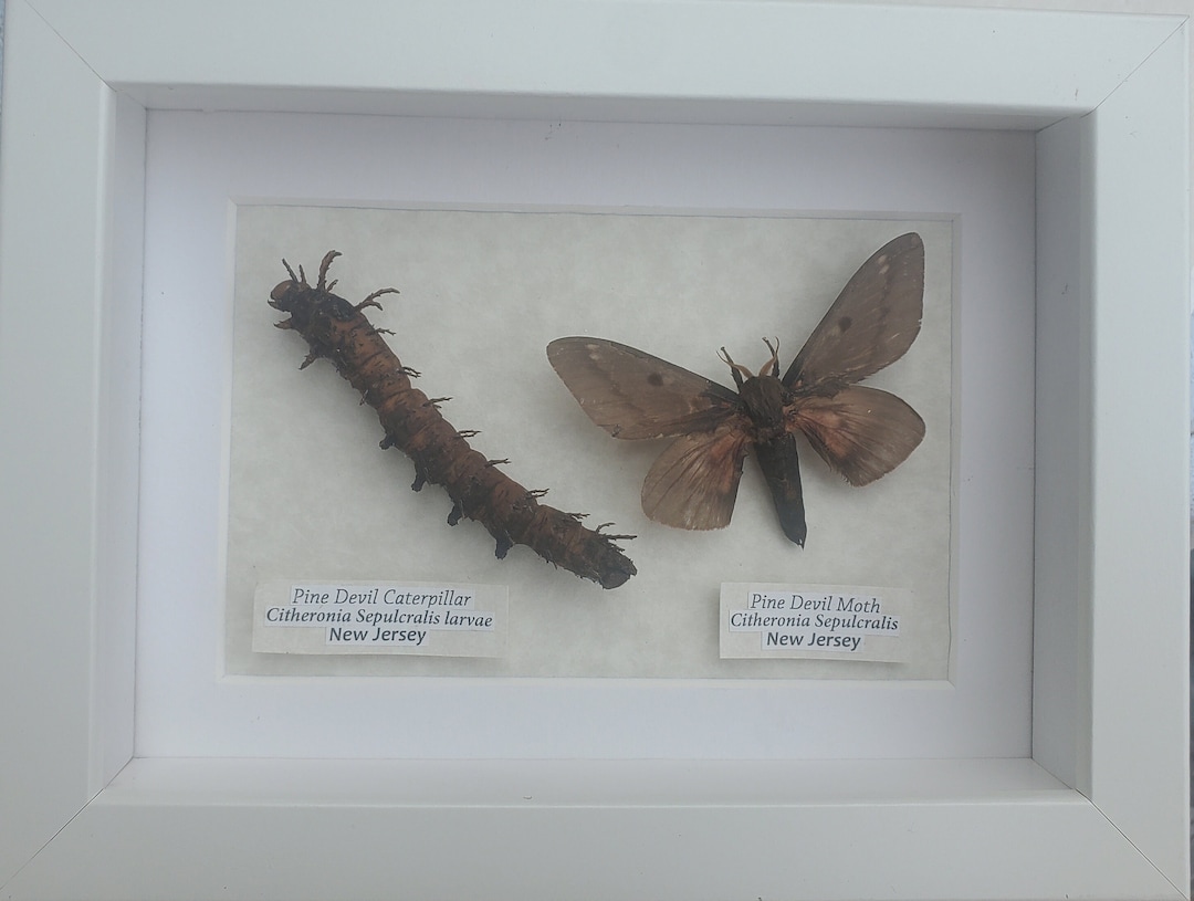 Pine Devil Moth Citheronia Sepulcralis Framed Lepidoptera Larvae ...