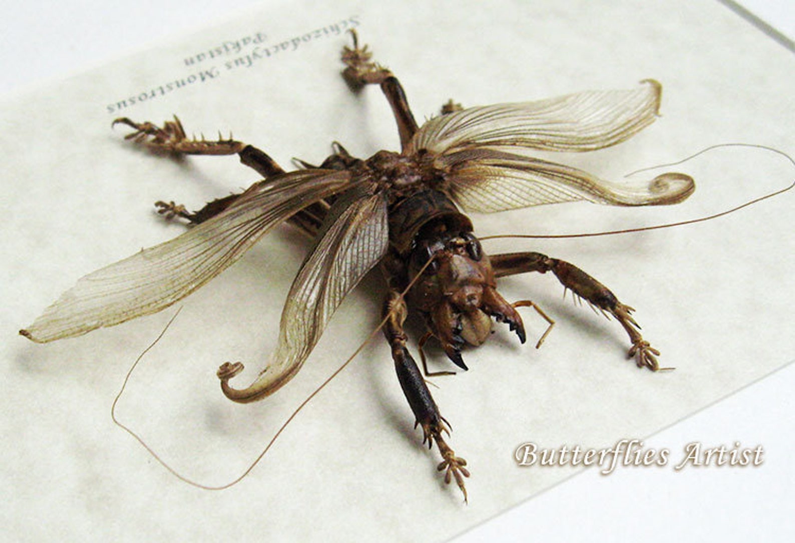 VERY RARE Giant Predatory Cricket Schizodactylus Monstrosus | Etsy