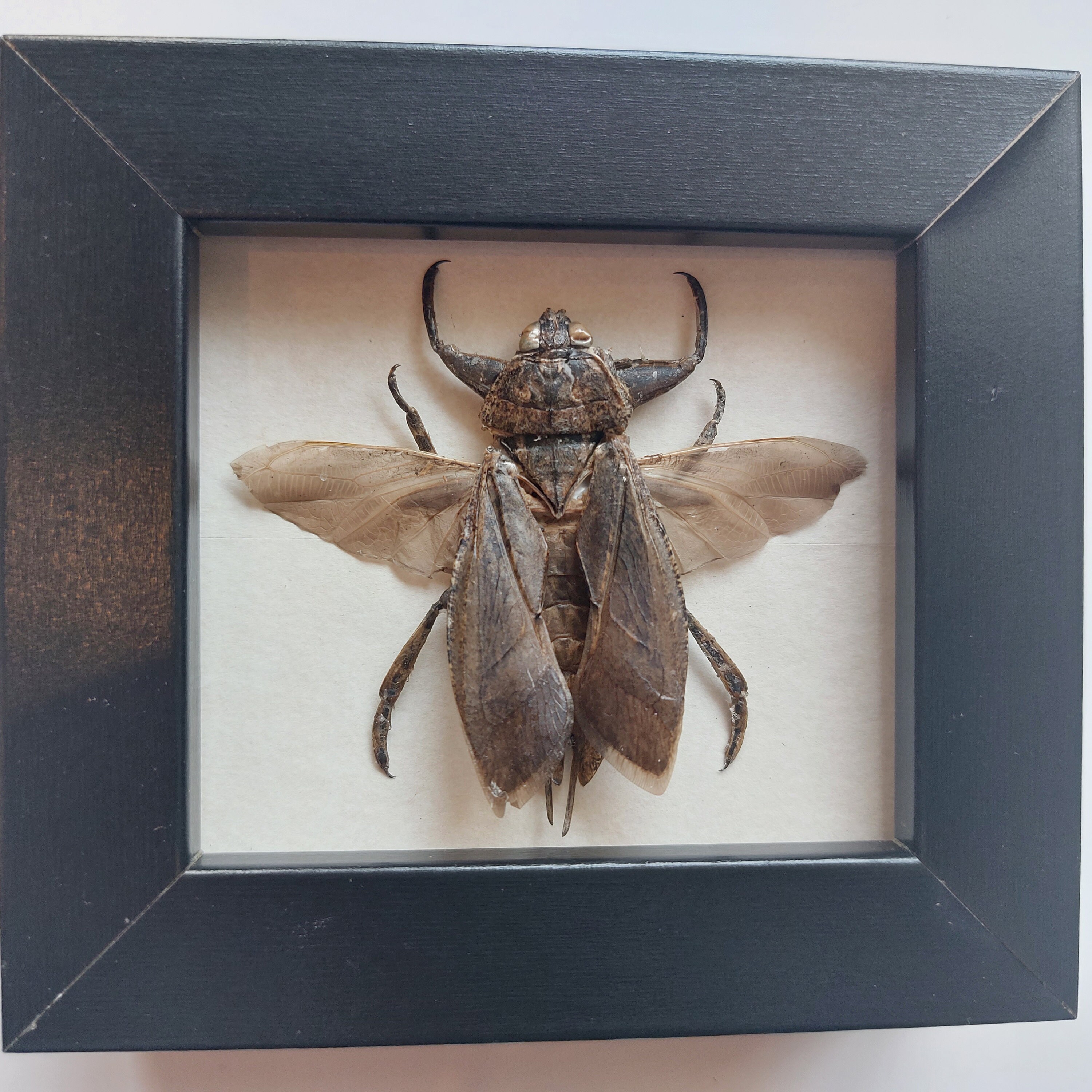 Toe-bitter Flying Electric Light Water Bug Lethocerus Americanus ...