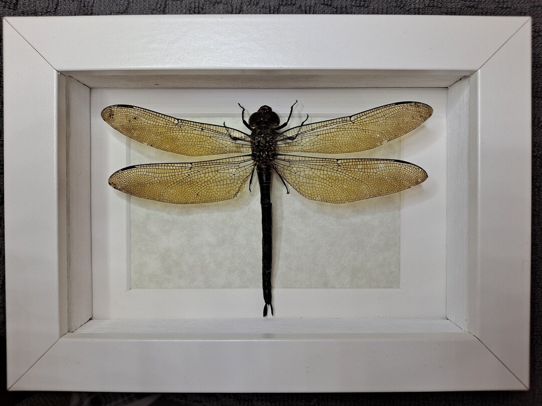 Swamp Darner Dragonfly Epiaeschna Heros Odonata Framed Shadowbox - Etsy