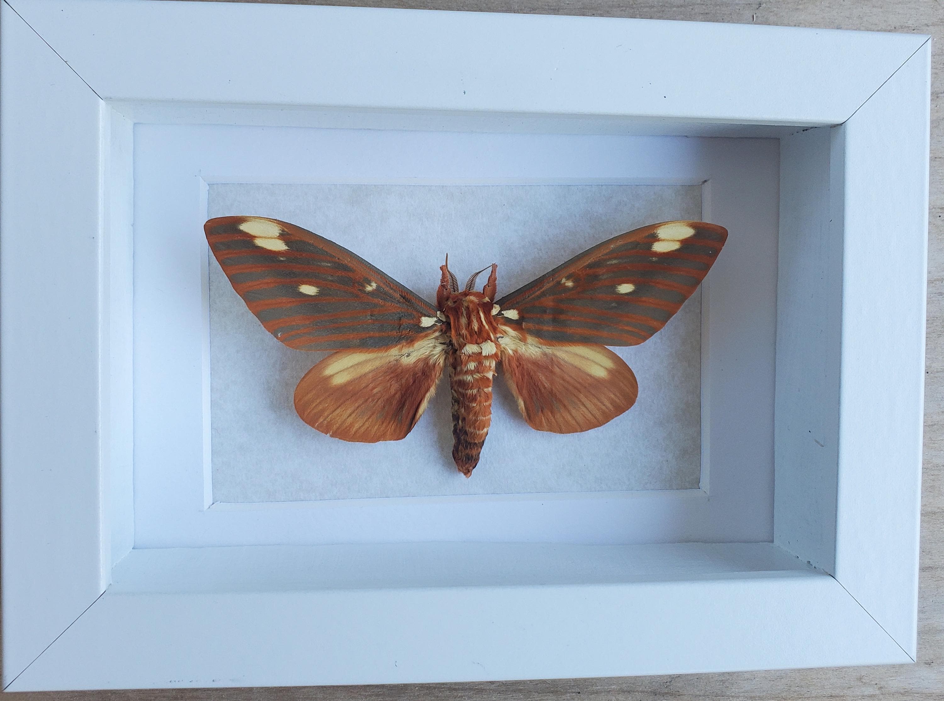 Regal Royal Walnut Moth Citheronia Regalis Saturnidae Framed in ...