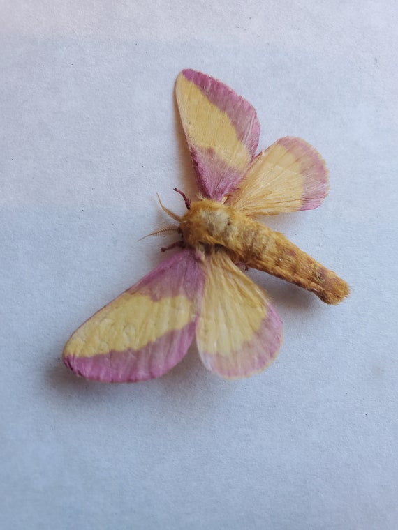 Fuzzy Moth Rosy Maple Dryocampa Rubicunda Entomology | Etsy