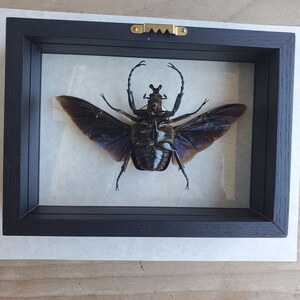 Zebra Pattern Goliath Beetle Goliathus Orientalis Framed Double Glass ...