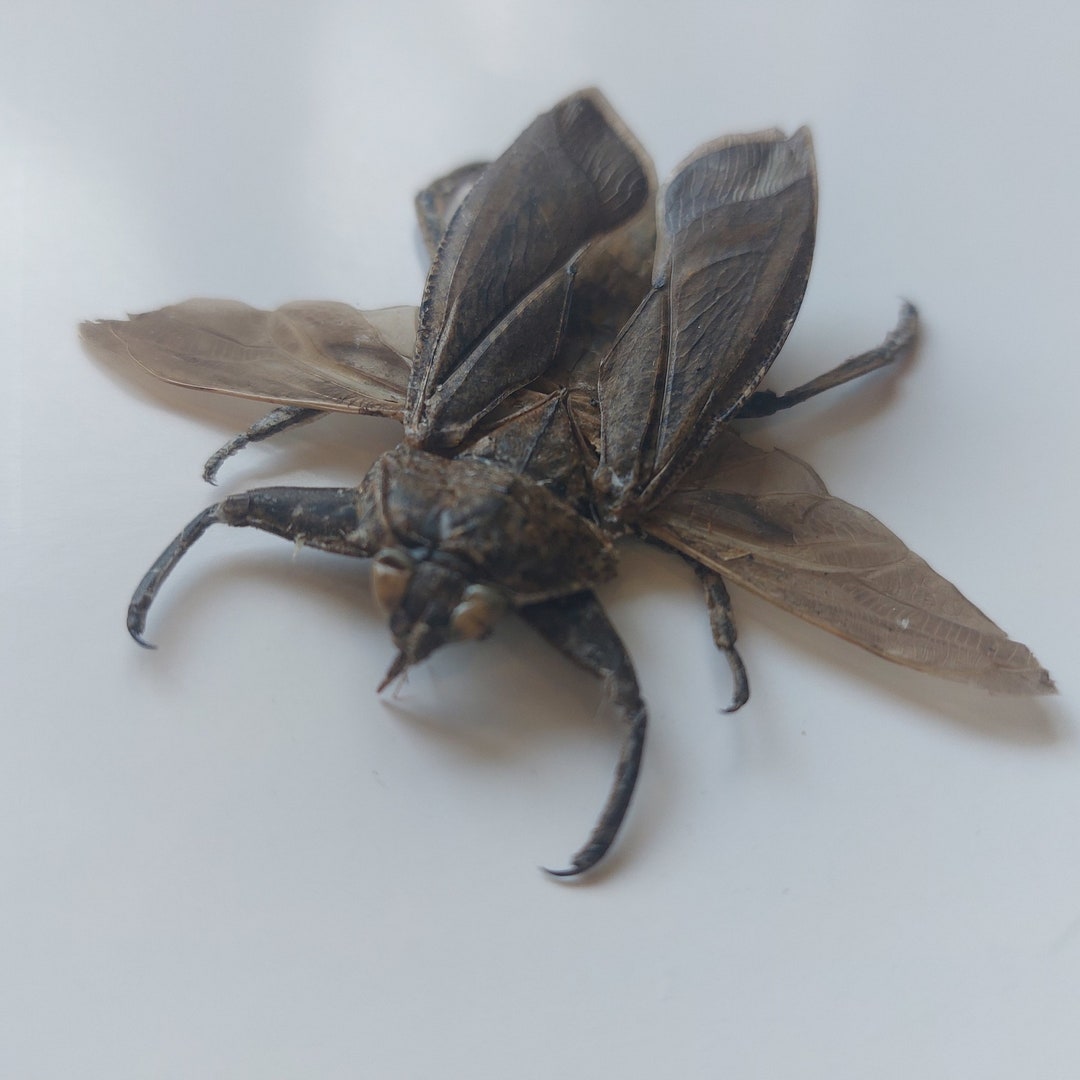 Toe-bitter Flying Electric Light Water Bug Lethocerus Americanus ...