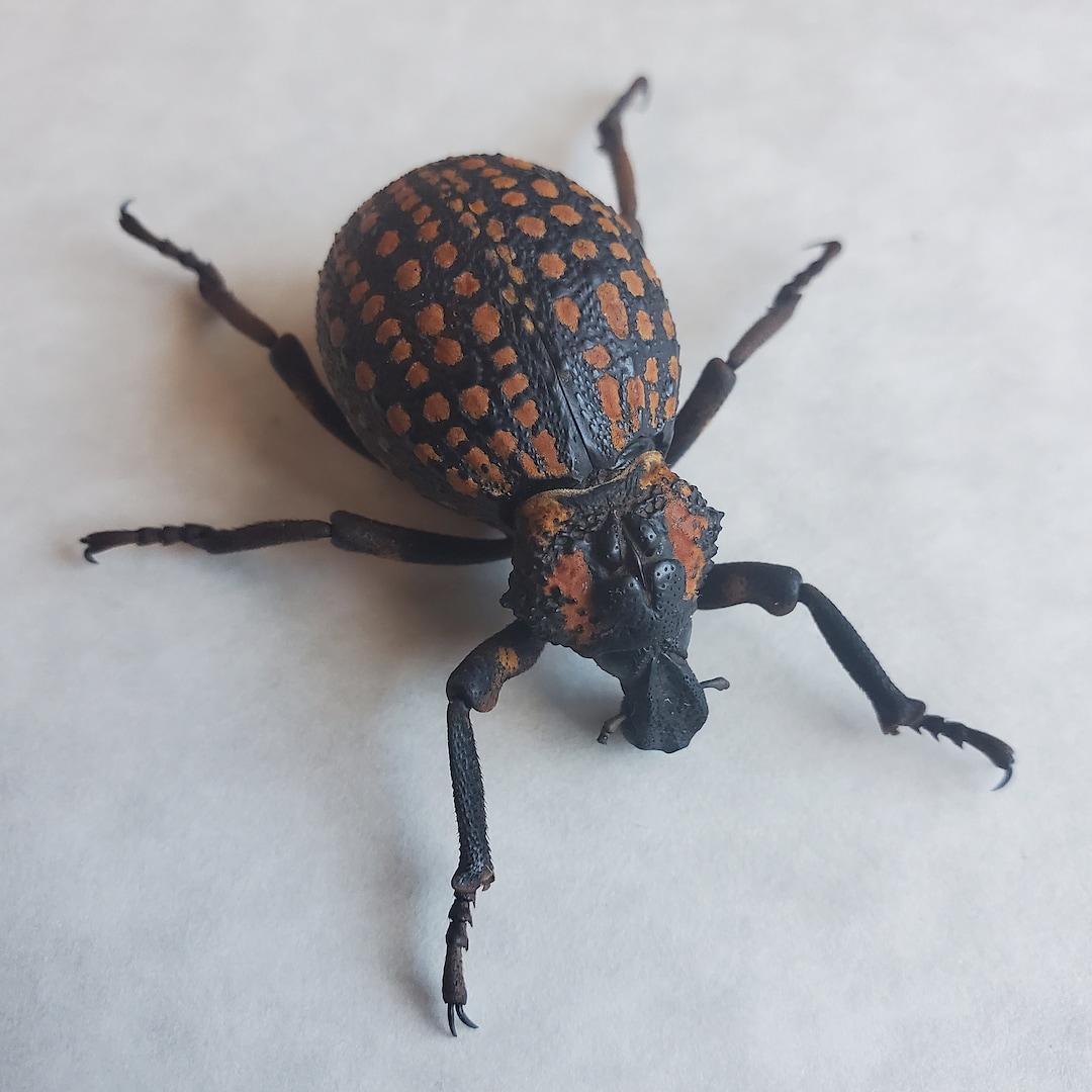 Moose Face Red-spotted Lily Weevil Brachycerus Ornatus Framed ...