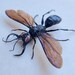 King Wasp Megalara Garuda Framed Hymenoptera Shadowbox Display - Etsy