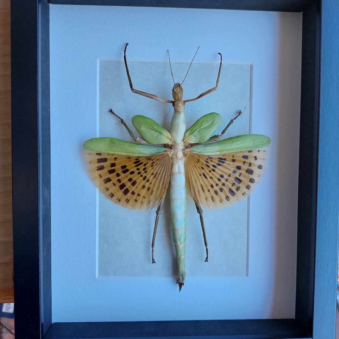 Leopard Winged Walking Stick Insect Paracyphocrania Major Framed ...