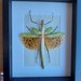 Leopard Winged Walking Stick Insect Paracyphocrania Major Framed ...