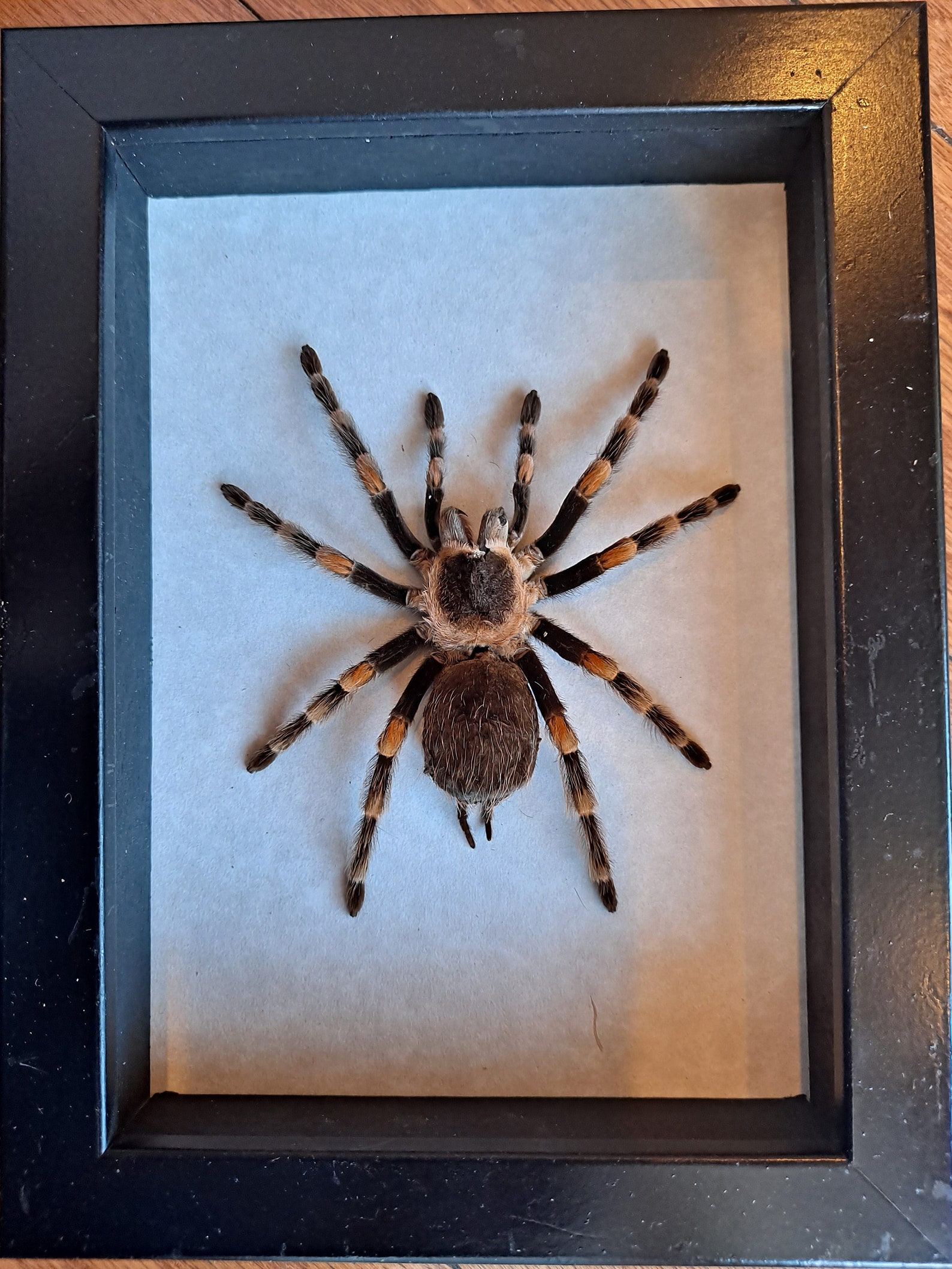 Mexican Redknee Tarantula Brachypelma Smithi Framed Bird - Etsy
