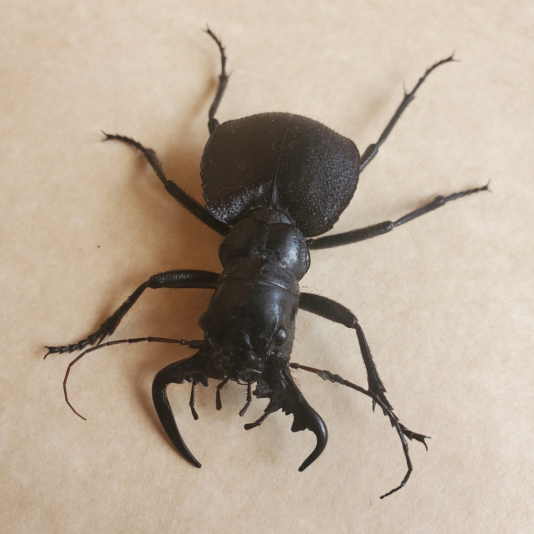 Monster Tiger Beetle Manticora Latipennis Framed Coleoptera Shadowbox ...