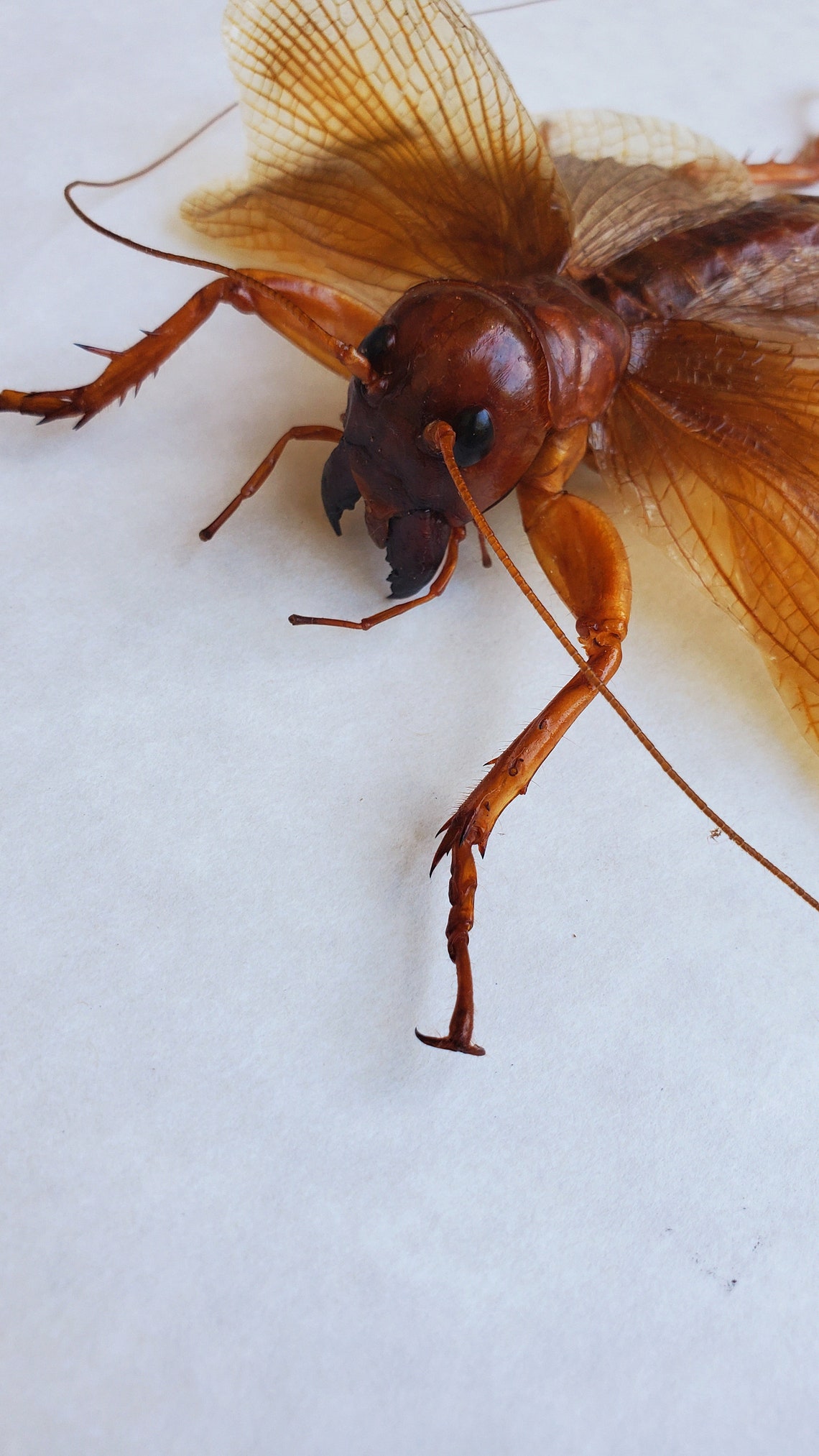 Huge Bulldog Raspy Raptor Cricket Sia Ferox Framed Catyd Shadowbox - Etsy