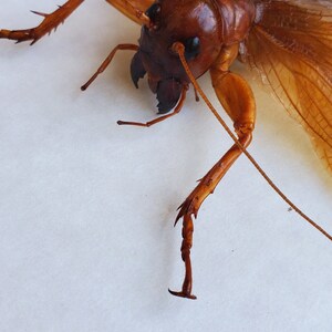 Huge Bulldog Raspy Raptor Cricket Sia Ferox Framed Catyd Shadowbox - Etsy