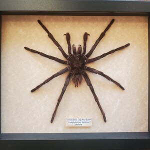Steely Blue Leg Bird Eating Tarantula Pamphobeteus Antinous Framed ...