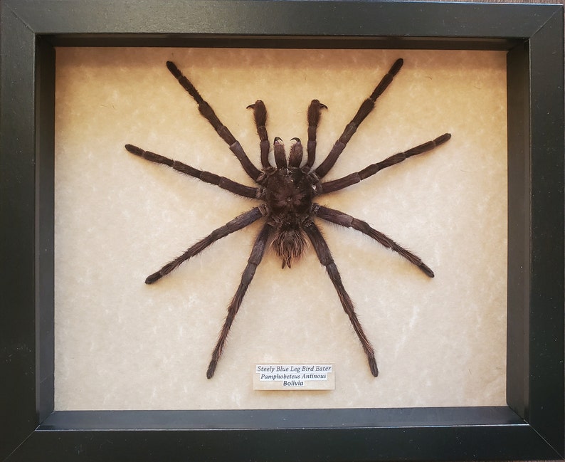 Steely Blue Leg Bird Eating Tarantula Pamphobeteus Antinous Framed ...