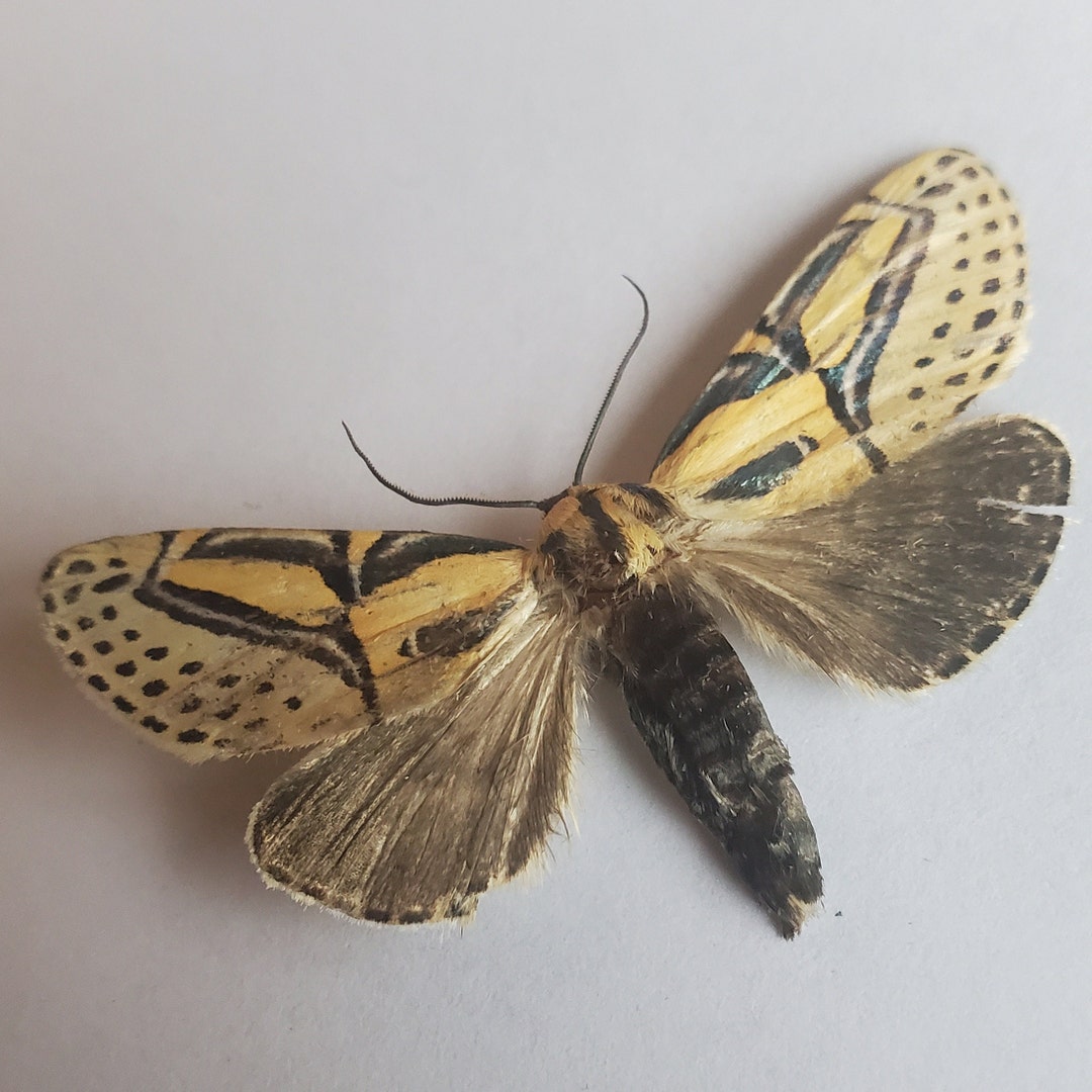 Hieroglyphic Moth Diphthera Festiva Framed Noctuoidea Shadowbox Display ...